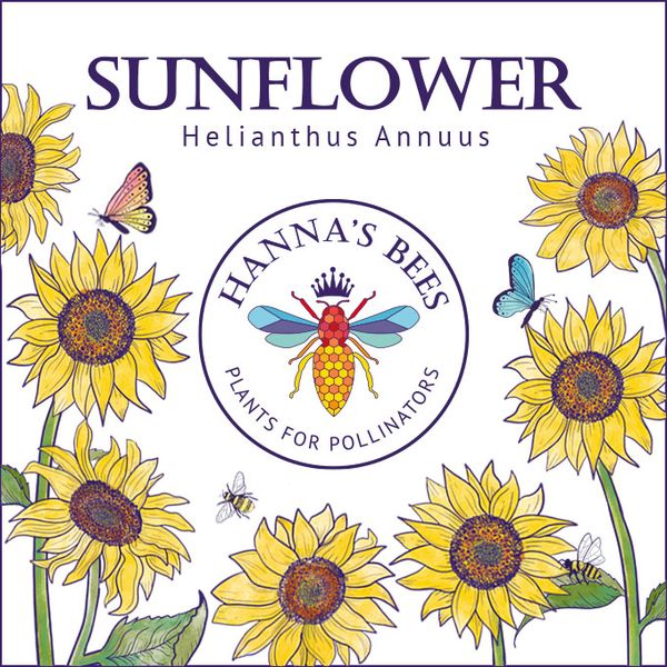 Hanna's Bees Irish Sunflower Seeds - Earthmother.ie
